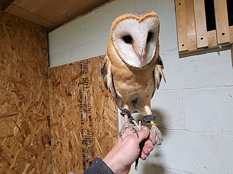 Snowfest set for Saturday at Greenwood Furnace | News, Sports, Jobs ...